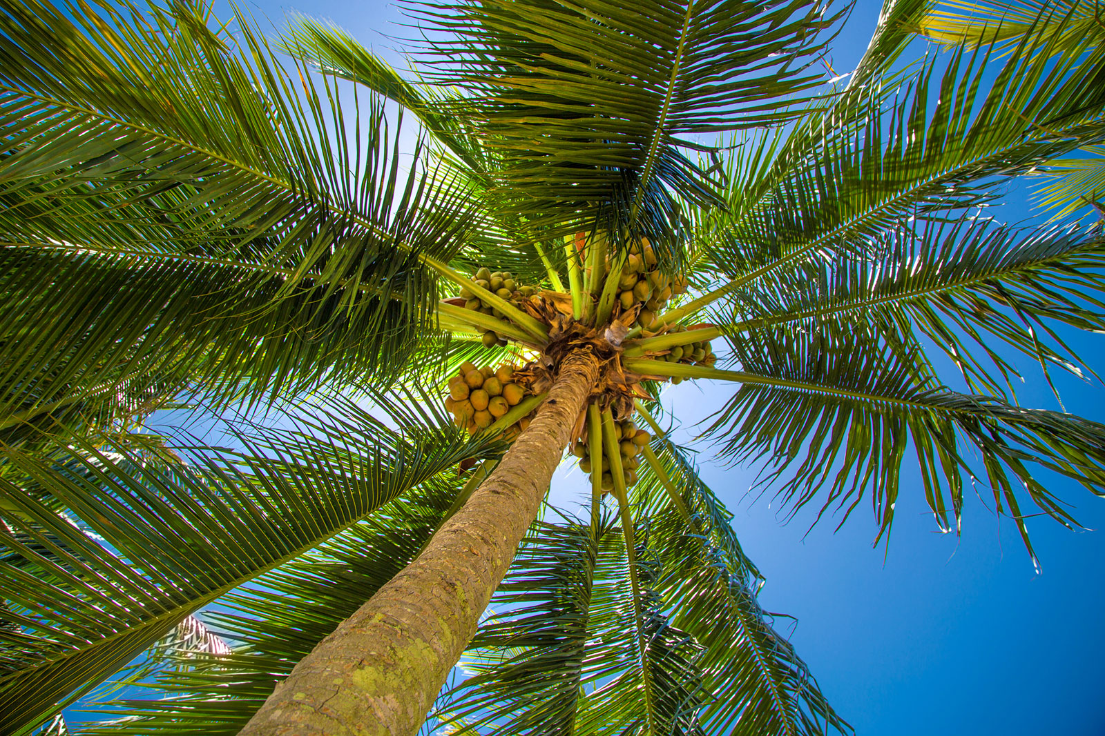 Toddy Palm Sale Factory Save 64 Jlcatj gob mx