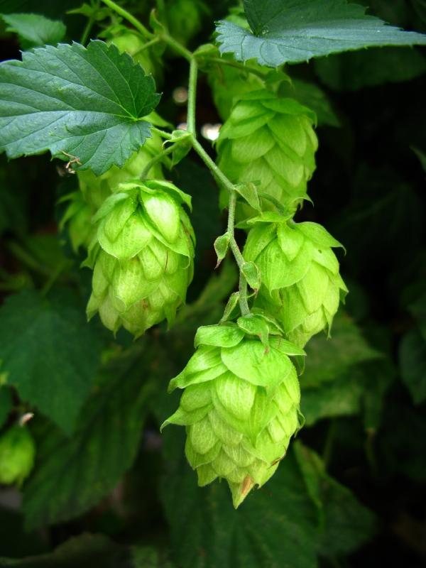 Fruits That Flourish on Vines All Over the World | LoveToKnow