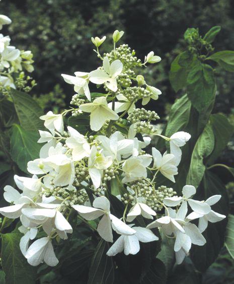 Exploring Diverse Hydrangea Varieties for Your Garden | LoveToKnow