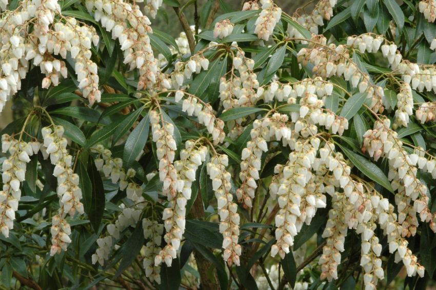 Winter Bloomers: Plants That Thrive in the Cold | LoveToKnow