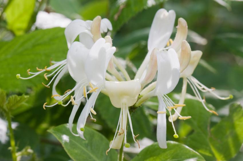 Identifying Common Climbing Vines: A Comprehensive Guide | LoveToKnow