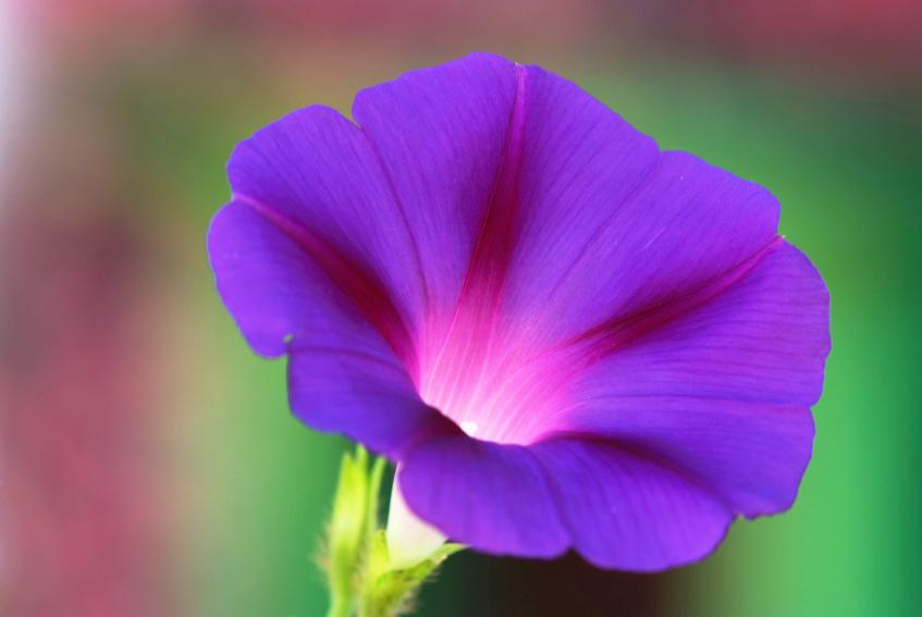 Identifying Common Climbing Vines: A Comprehensive Guide | LoveToKnow