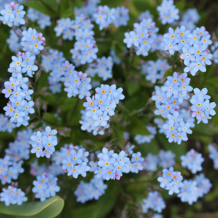 A Comprehensive Guide to Blue-Blooming Plants for Gardens | LoveToKnow