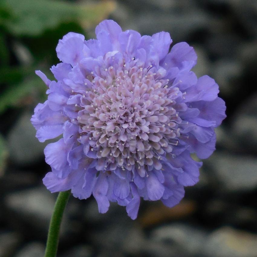 A Comprehensive Guide to Blue-Blooming Plants for Gardens | LoveToKnow