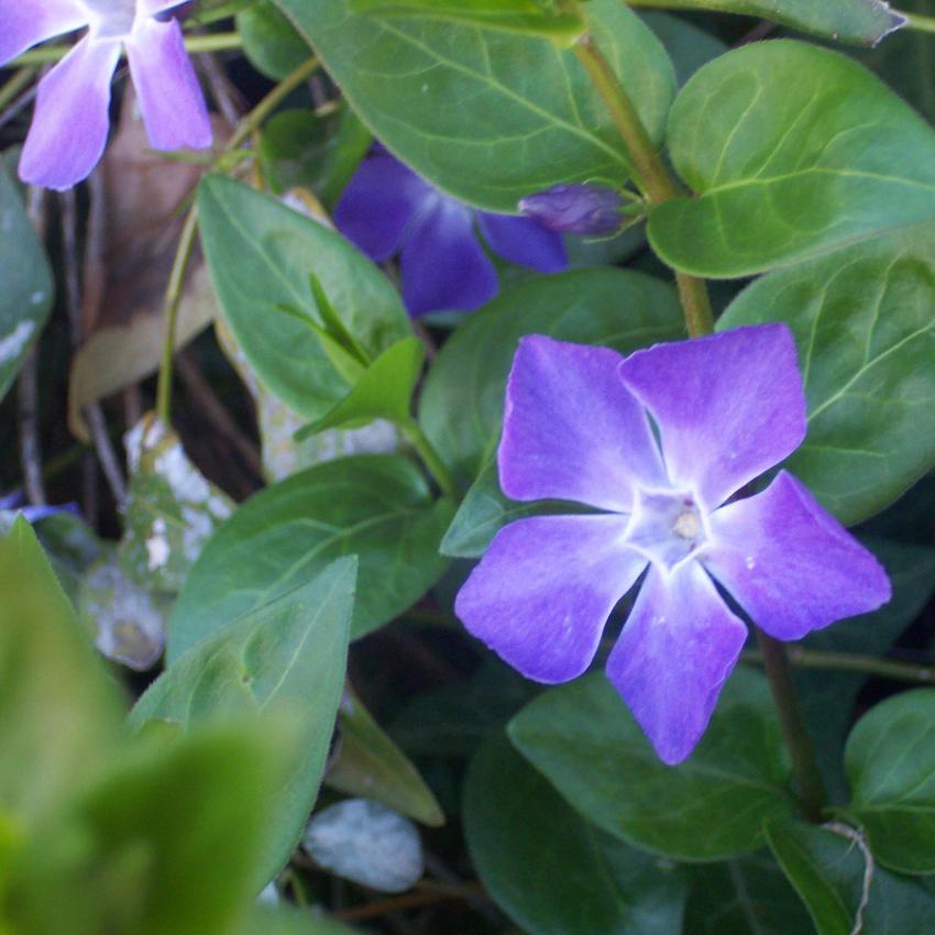 A Comprehensive Guide to Blue-Blooming Plants for Gardens | LoveToKnow