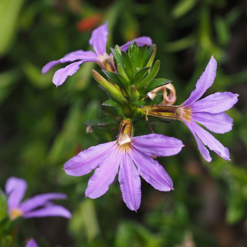 A Comprehensive Guide to Blue-Blooming Plants for Gardens | LoveToKnow