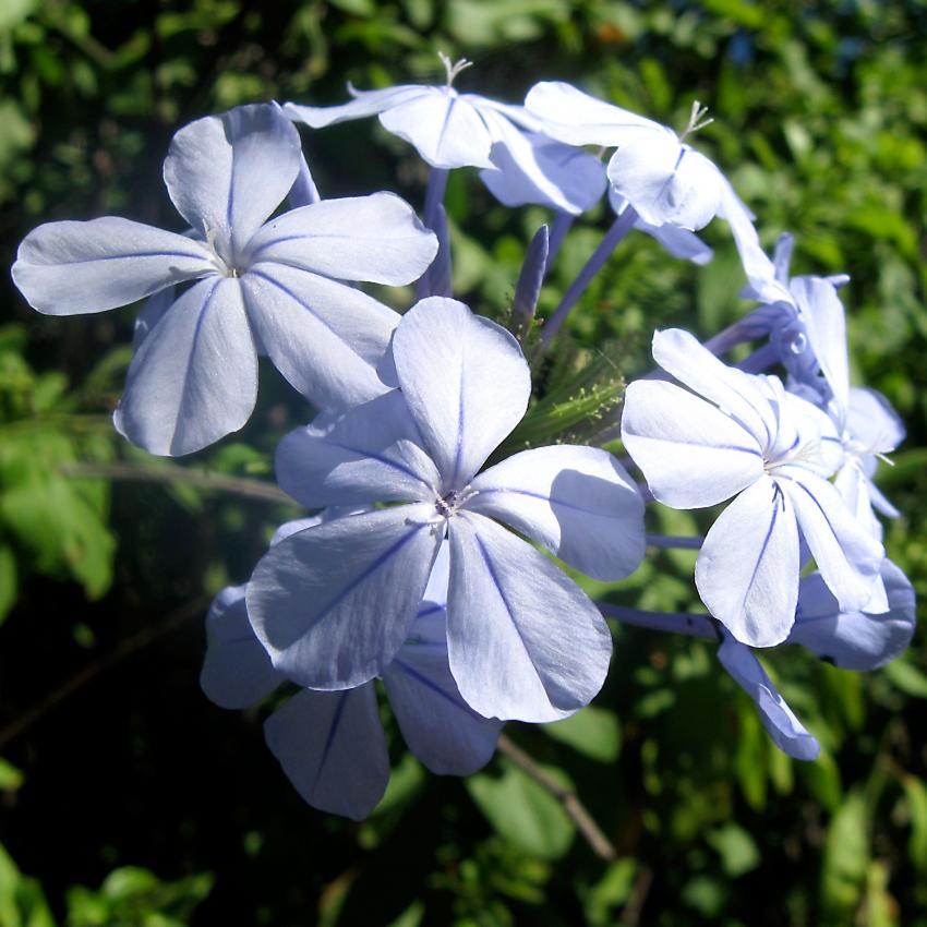 A Comprehensive Guide to Blue-Blooming Plants for Gardens | LoveToKnow