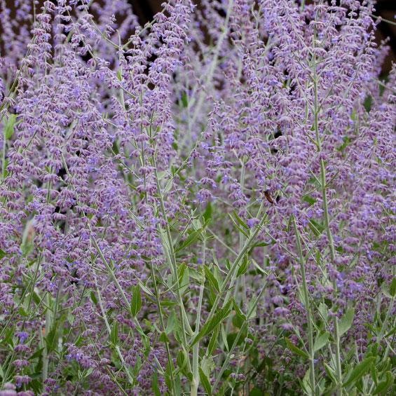 A Comprehensive Guide to Blue-Blooming Plants for Gardens | LoveToKnow
