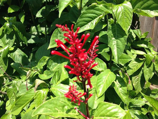 The Ultimate Guide to Vibrant Red Flowers for Your Garden | LoveToKnow