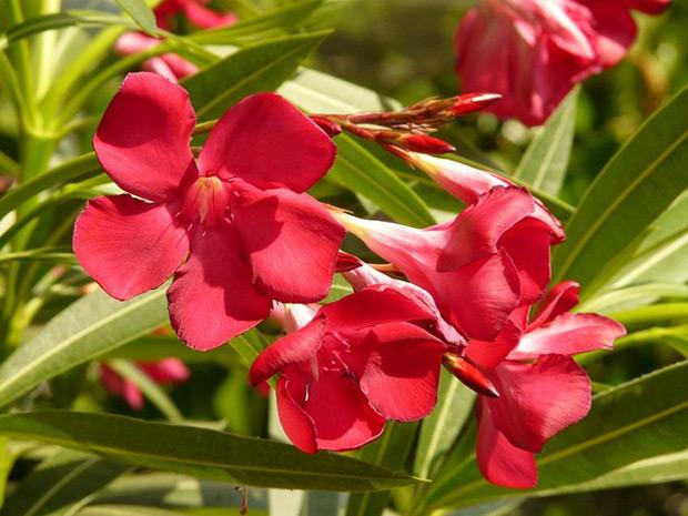 The Ultimate Guide to Vibrant Red Flowers for Your Garden | LoveToKnow