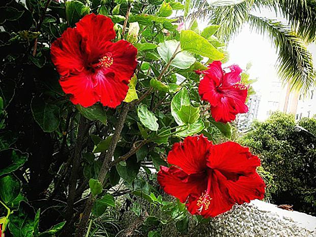 The Ultimate Guide to Vibrant Red Flowers for Your Garden | LoveToKnow