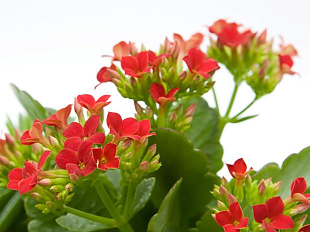 The Ultimate Guide to Vibrant Red Flowers for Your Garden | LoveToKnow