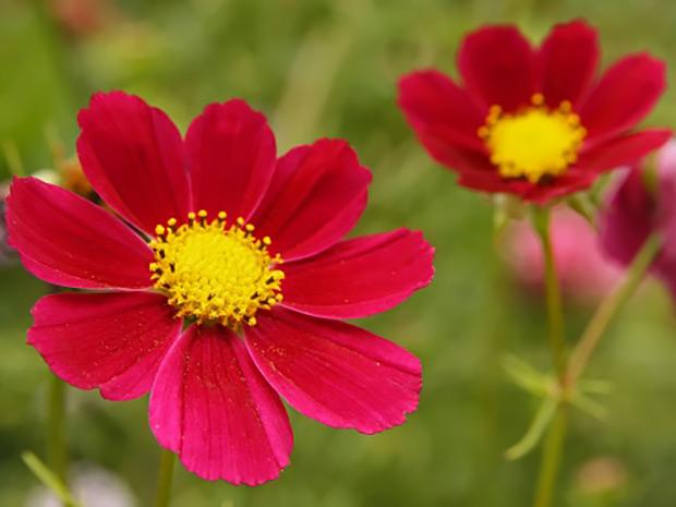 The Ultimate Guide to Vibrant Red Flowers for Your Garden | LoveToKnow