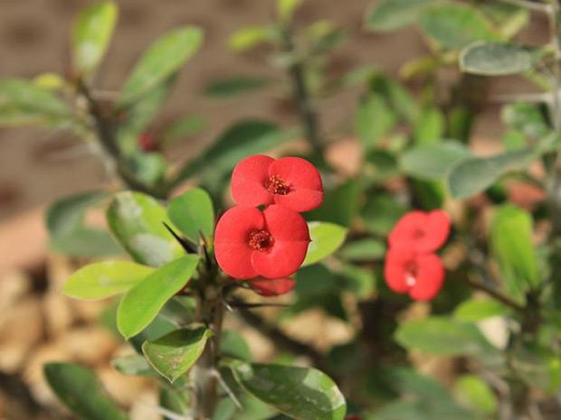 The Ultimate Guide to Vibrant Red Flowers for Your Garden | LoveToKnow