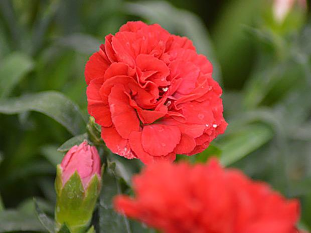 The Ultimate Guide to Vibrant Red Flowers for Your Garden | LoveToKnow