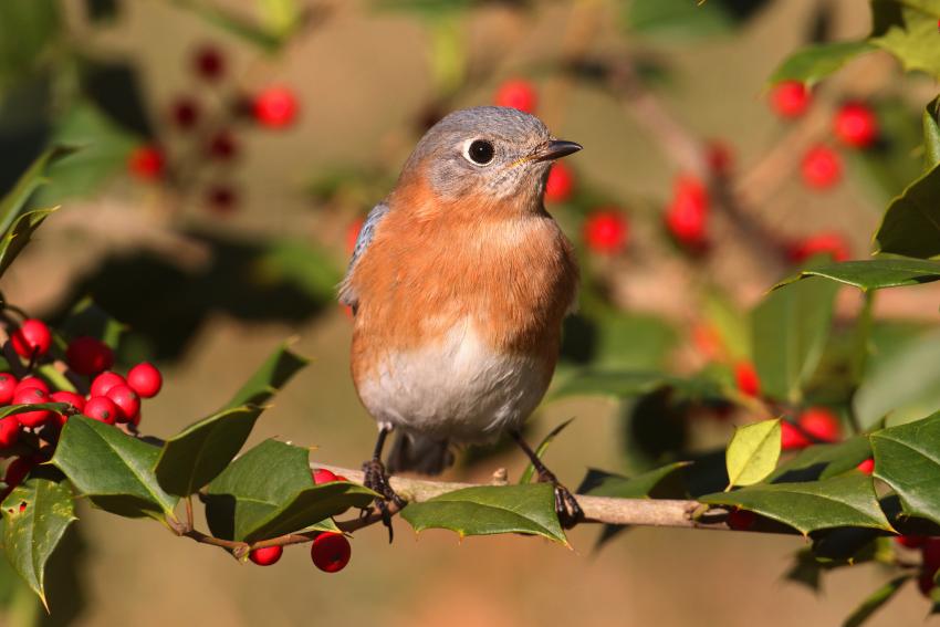 Which Berries Grow on Trees? | LoveToKnow