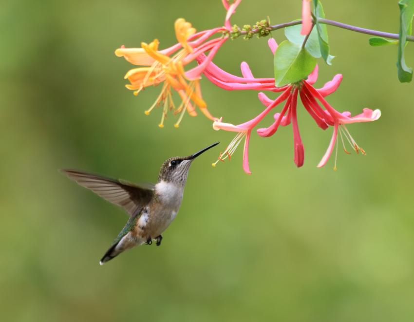 12 Pretty June Flowers That Welcome Summer | LoveToKnow