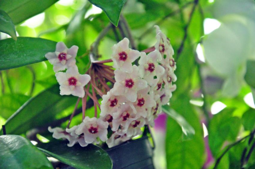 Identifying Common Climbing Vines: A Comprehensive Guide | LoveToKnow