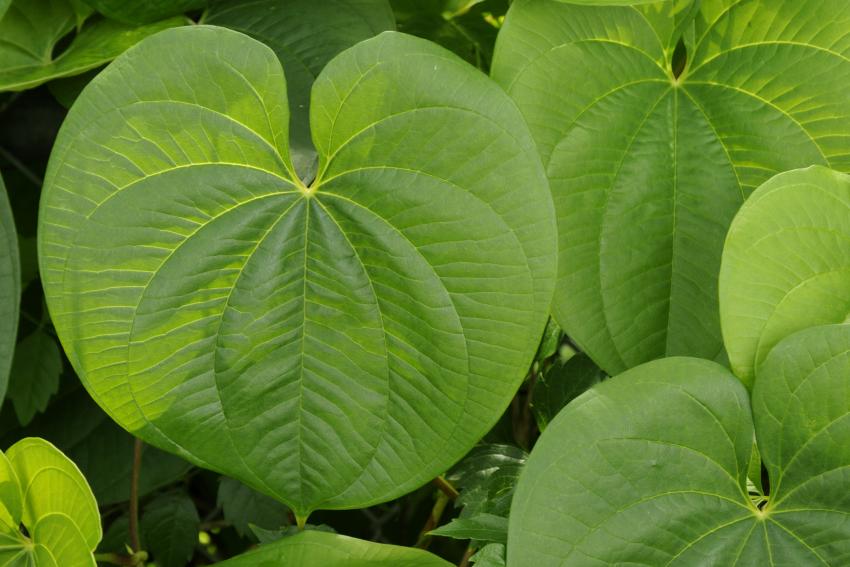 Identifying Common Climbing Vines: A Comprehensive Guide | LoveToKnow