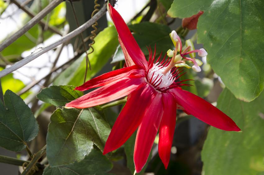 Identifying Common Climbing Vines: A Comprehensive Guide | LoveToKnow