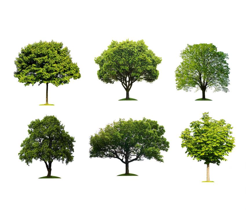 Easy Steps for Identifying Tree Species | LoveToKnow