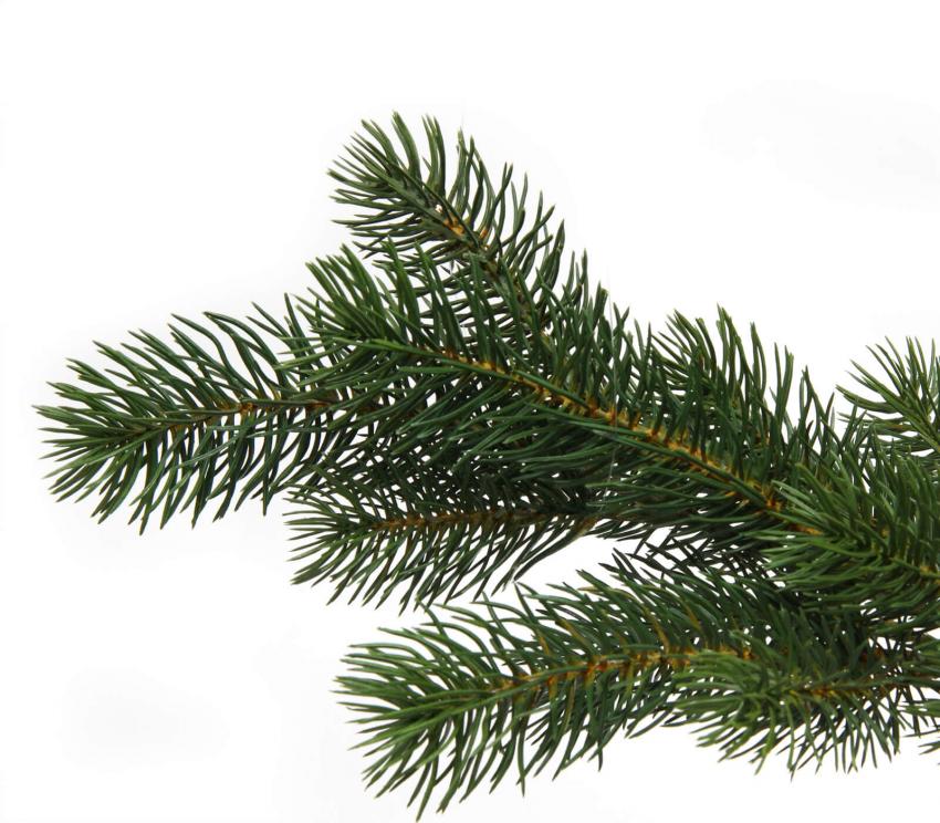 Easy Steps for Identifying Tree Species | LoveToKnow