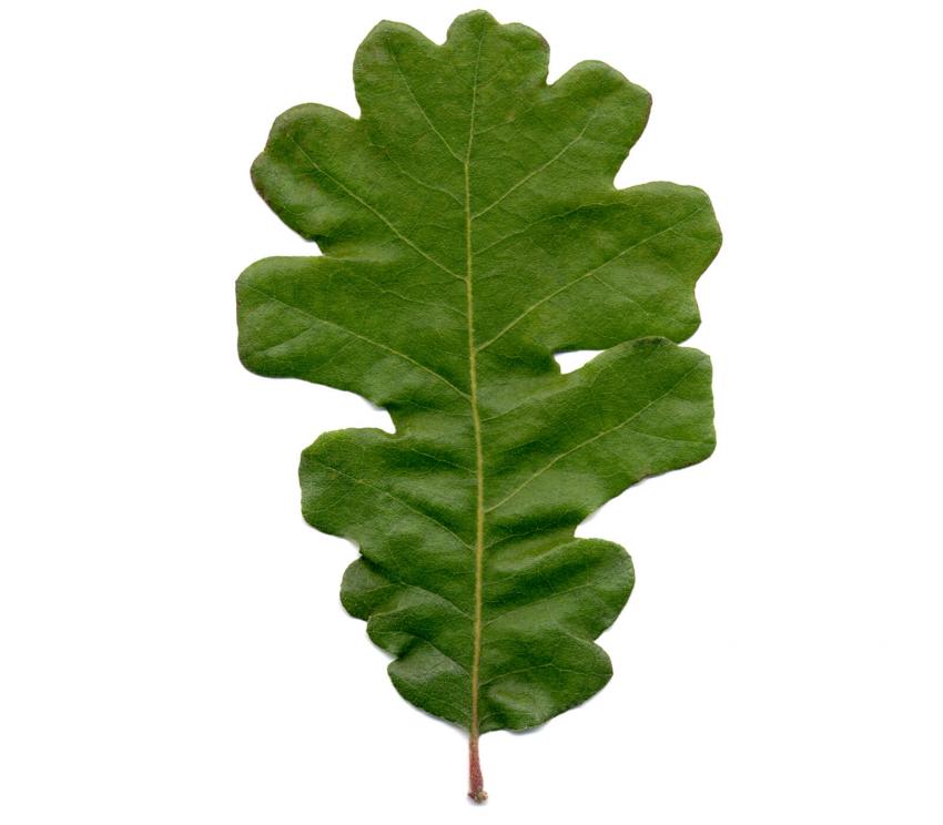 Easy Steps for Identifying Tree Species | LoveToKnow