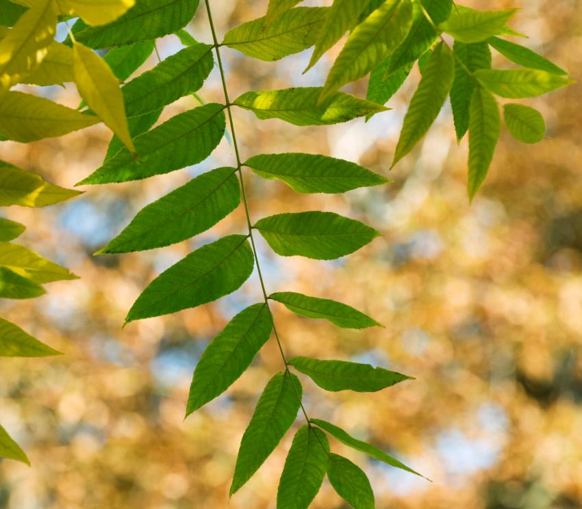 Easy Steps for Identifying Tree Species | LoveToKnow