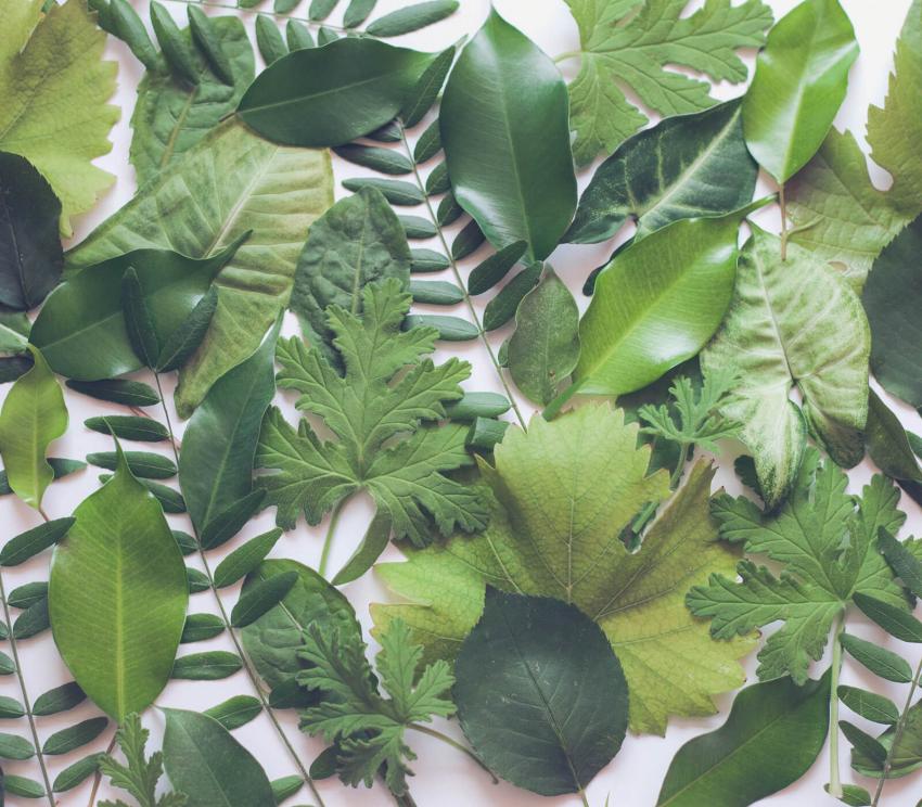 Easy Steps for Identifying Tree Species | LoveToKnow