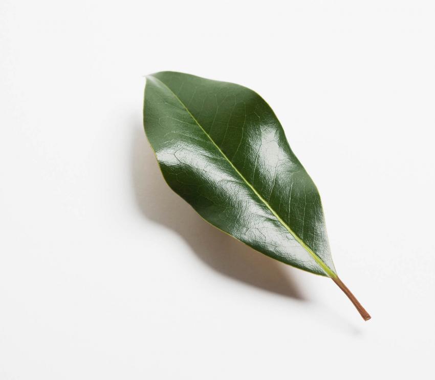 Easy Steps for Identifying Tree Species | LoveToKnow