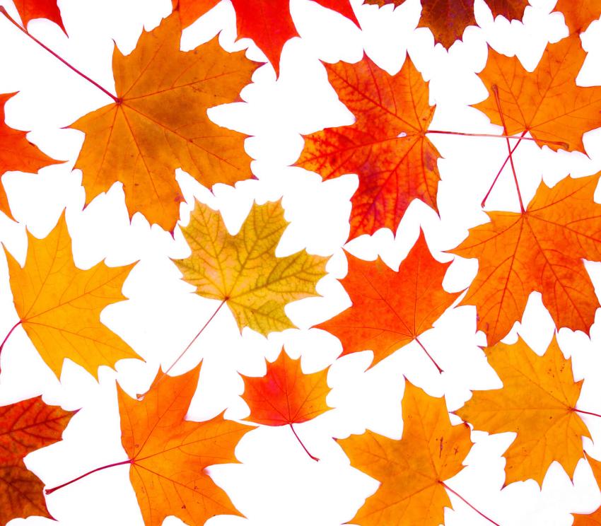 Easy Steps for Identifying Tree Species | LoveToKnow