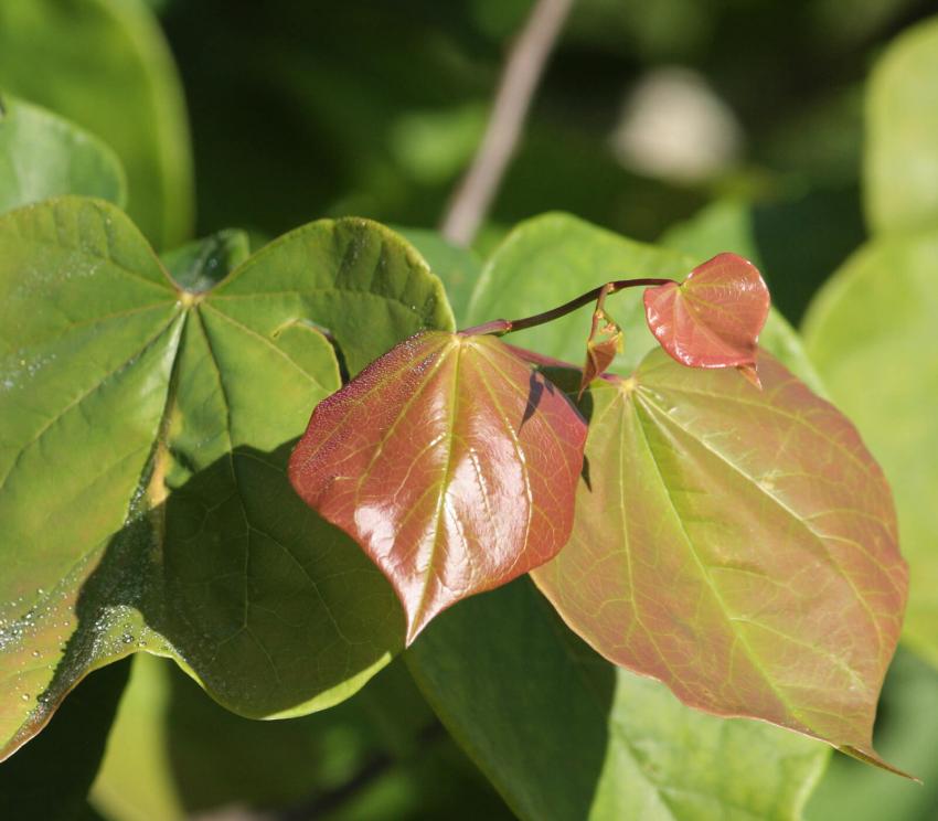 Easy Steps for Identifying Tree Species | LoveToKnow