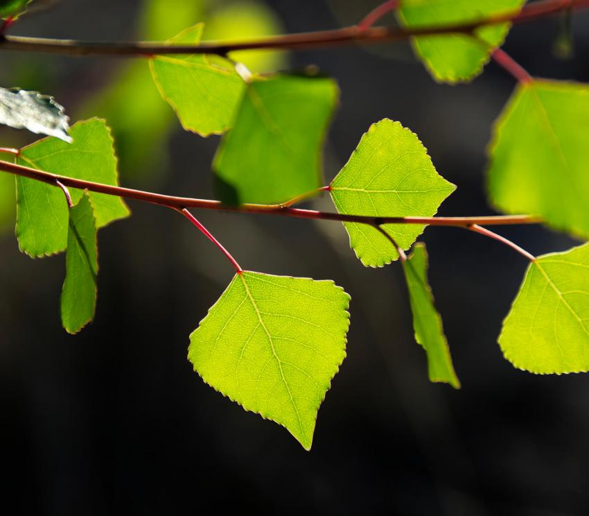 Easy Steps for Identifying Tree Species | LoveToKnow