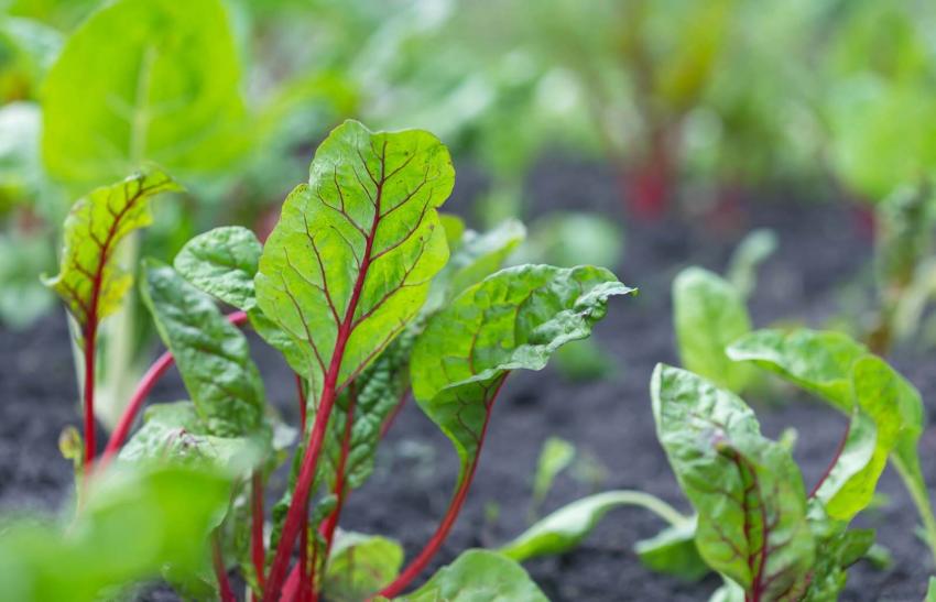 10 Tasty Vegetables to Plant in Spring | LoveToKnow