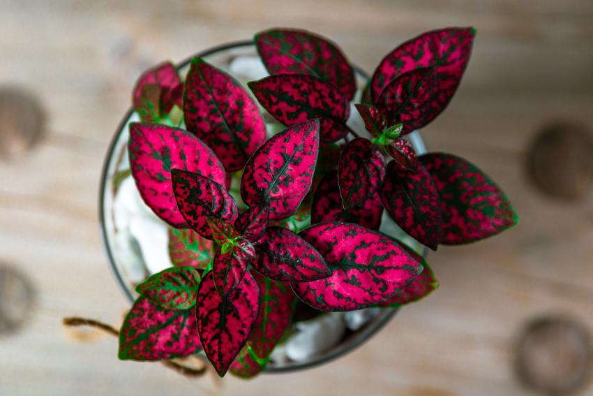 10 Colorful Indoor Plants That'll Look Gorgeous in Your Space | LoveToKnow