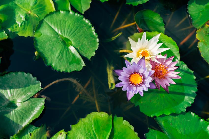 14 Classic & Colorful July Flowers That Make Summer Bloom | LoveToKnow