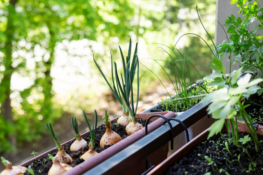 10 Tasty Vegetables to Plant in Spring | LoveToKnow