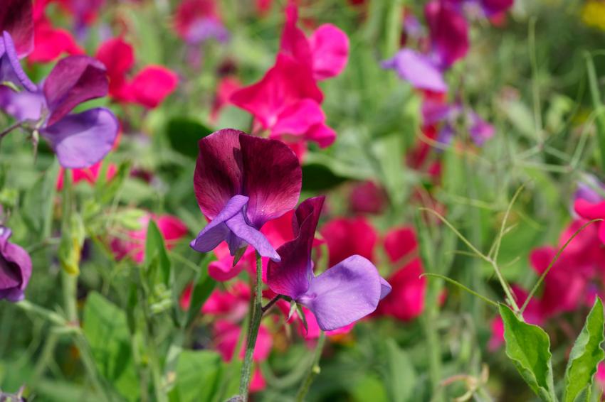 12 Pretty June Flowers That Welcome Summer | LoveToKnow