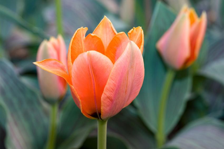 Your Favorite Flower Might Say a Lot About Your Personality | LoveToKnow