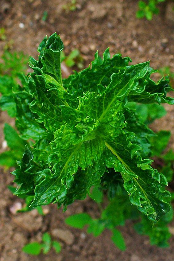 Types of Mint & Their Uses | LoveToKnow