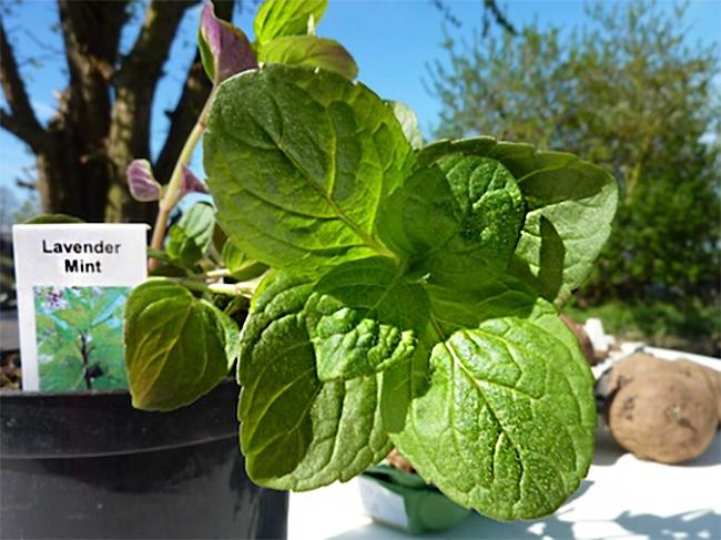 Types of Mint & Their Uses | LoveToKnow