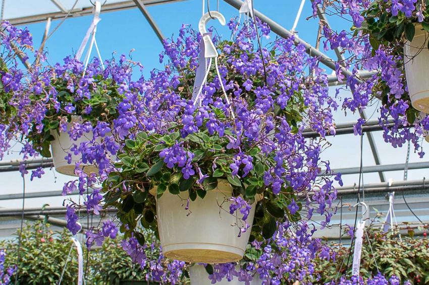 10 Outdoor Hanging Plants Perfect for Shade or Shine | LoveToKnow