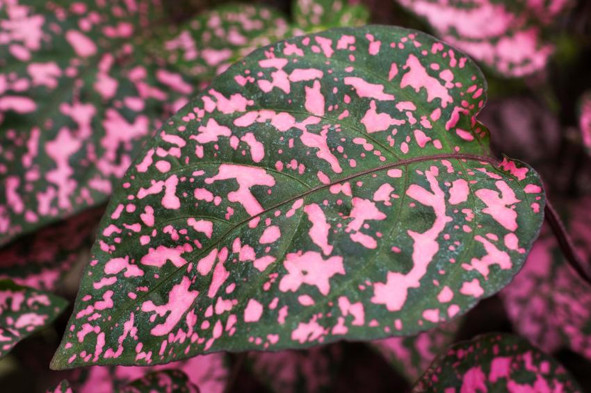 10 Colorful Indoor Plants That'll Look Gorgeous in Your Space | LoveToKnow