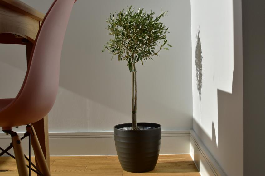 11 of the Best Indoor Plants for Any Skill Level | LoveToKnow