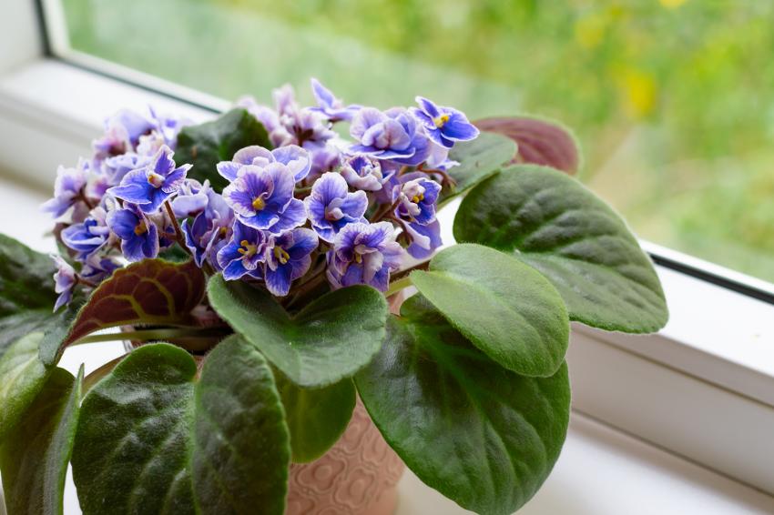 10 Colorful Indoor Plants That'll Look Gorgeous in Your Space | LoveToKnow