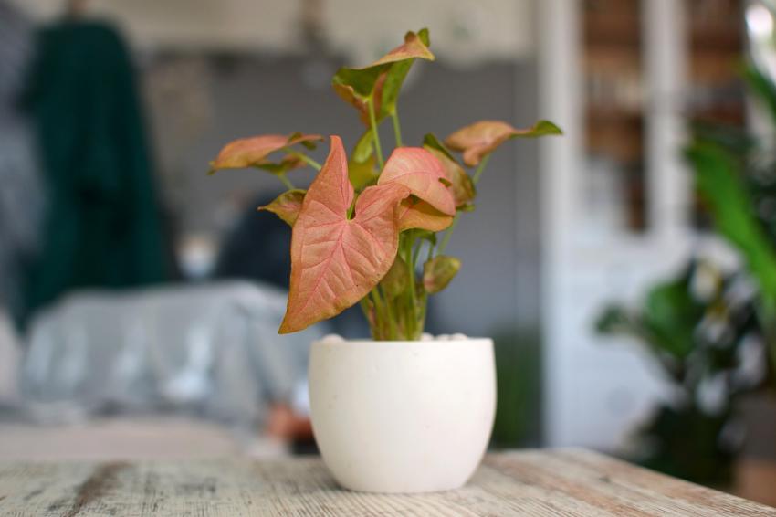 10 Colorful Indoor Plants That'll Look Gorgeous in Your Space | LoveToKnow