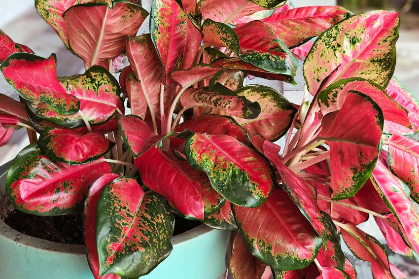 10 Colorful Indoor Plants That'll Look Gorgeous in Your Space | LoveToKnow