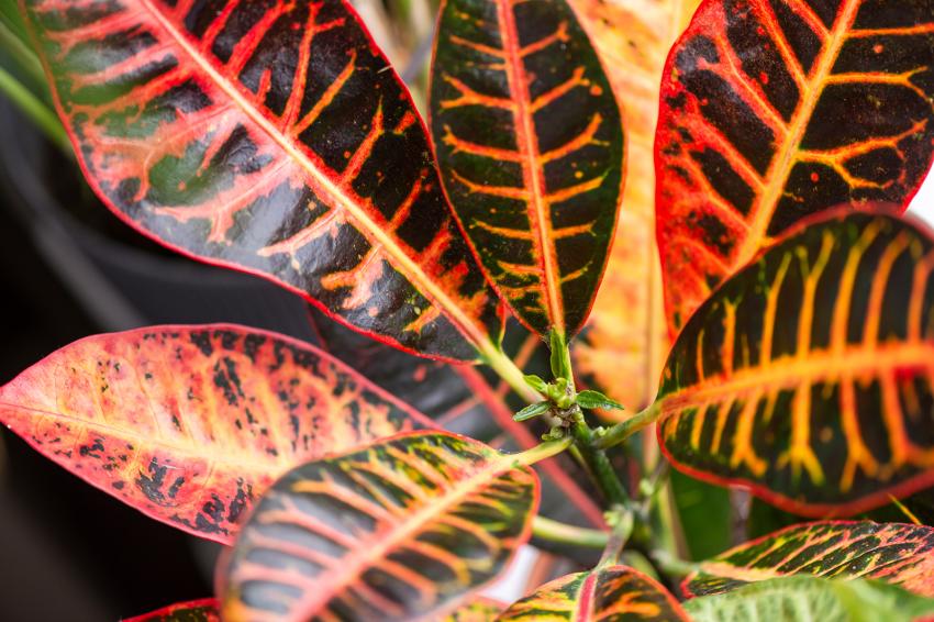10 Colorful Indoor Plants That'll Look Gorgeous in Your Space | LoveToKnow