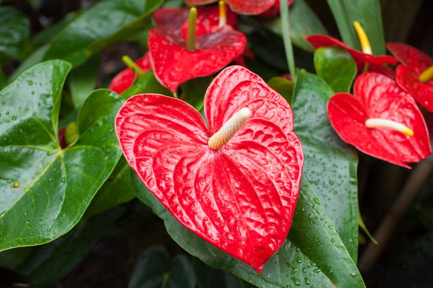 10 Colorful Indoor Plants That'll Look Gorgeous in Your Space | LoveToKnow