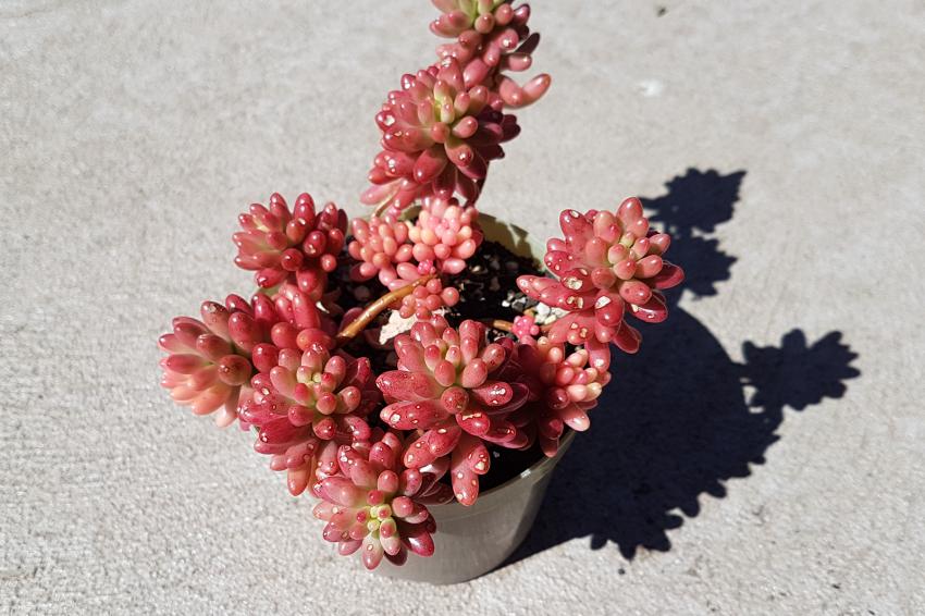10 Colorful Indoor Plants That'll Look Gorgeous in Your Space | LoveToKnow